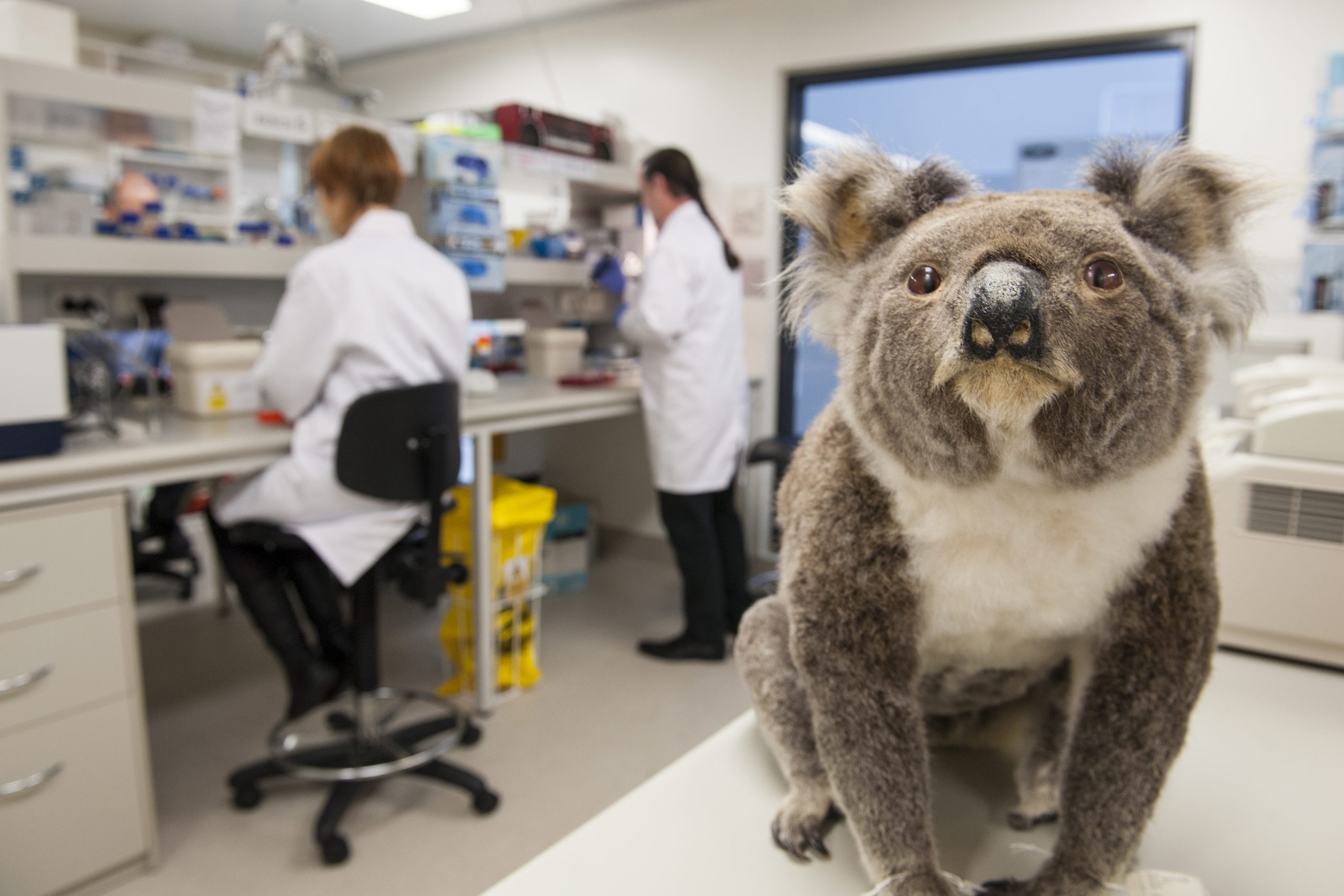 Scientists Crack Koala’s Genetic Code | R. O'Neill Lab